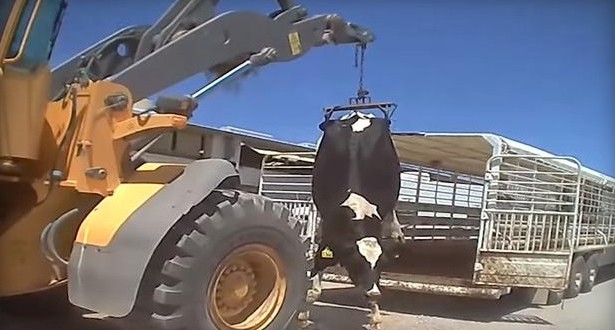 Horrifying Cow Abuse Is Caught On Tape | gooyadaily