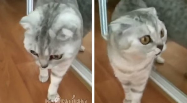 That moment you realize you’re a cat | gooyadaily