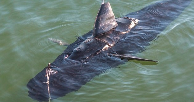 Meet the U.S. Navy’s spy fish | gooyadaily