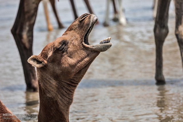 Camel Wash in Qeshm Island – gooyadaily
