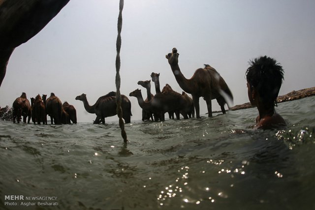 Camel Wash in Qeshm Island – Page 5 – gooyadaily