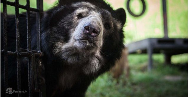 Animals rescued from the multimillion-dollar trade | gooyadaily | Page 2