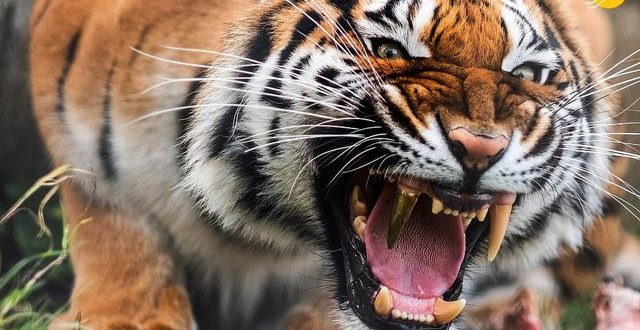 Tiger with gold teeth | gooyadaily