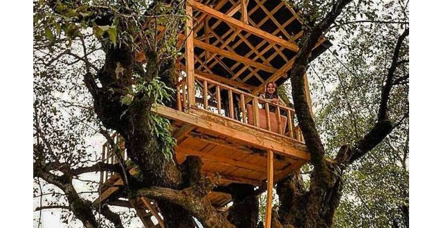 6 dream Treehouses | gooyadaily