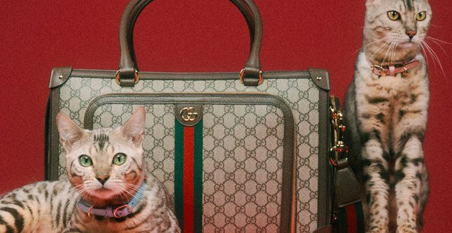 Gucci’s Newest Collection | gooyadaily | Page 3